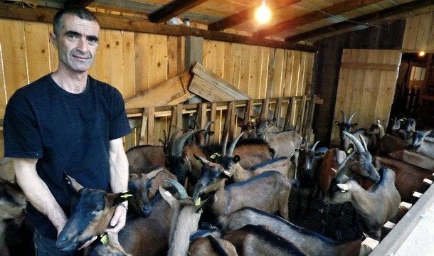 Farma koza - unosan posao - 058.ba | 058.ba