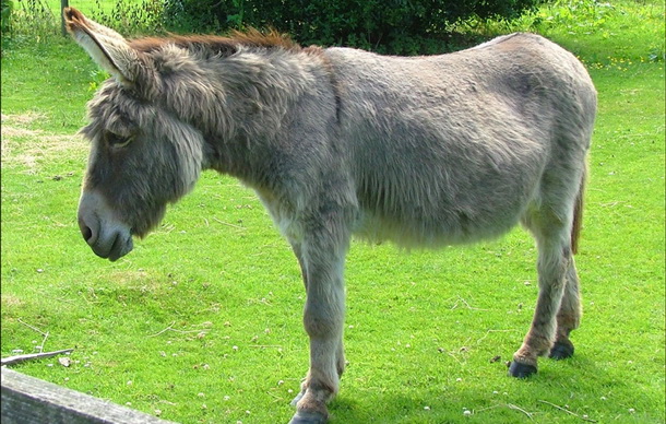 Veletovski magarci njaču u podne - 058.ba | 058.ba