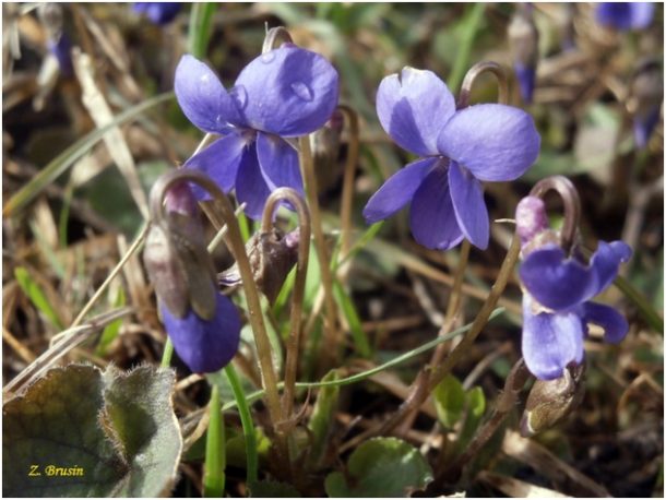 Procvjetala ljubičica - 058.ba | 058.ba
