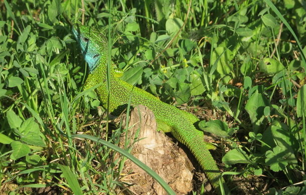 U slici i riječi - Zelembać - 058.ba | 058.ba