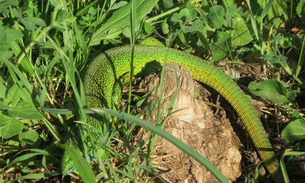 U slici i riječi - Zelembać - 058.ba | 058.ba