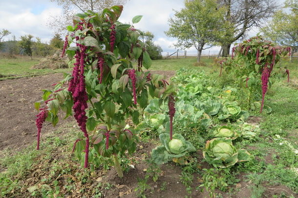 Zabilježeno u prolazu - Mačiji rep ukras vrtova - 058.ba | 058.ba
