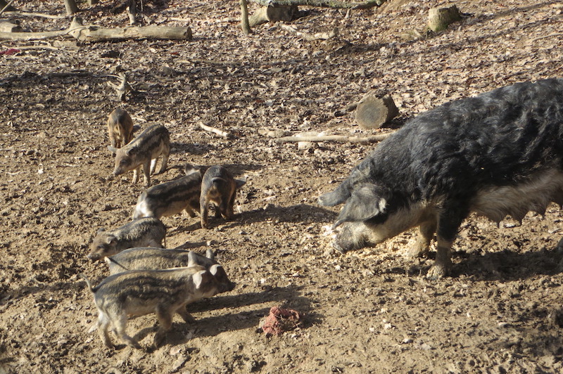 Selo Drobnići kod Rogatice - Rekorderka Ratina „Ruža“ - 058.ba | 058.ba