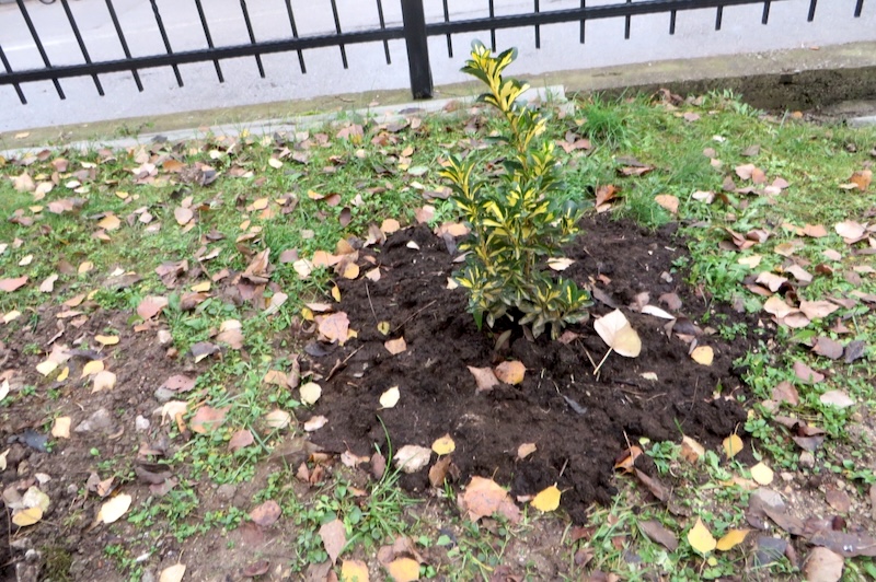 Raste Obradova lipa i Milosavina japanska kurika - 058.ba | 058.ba