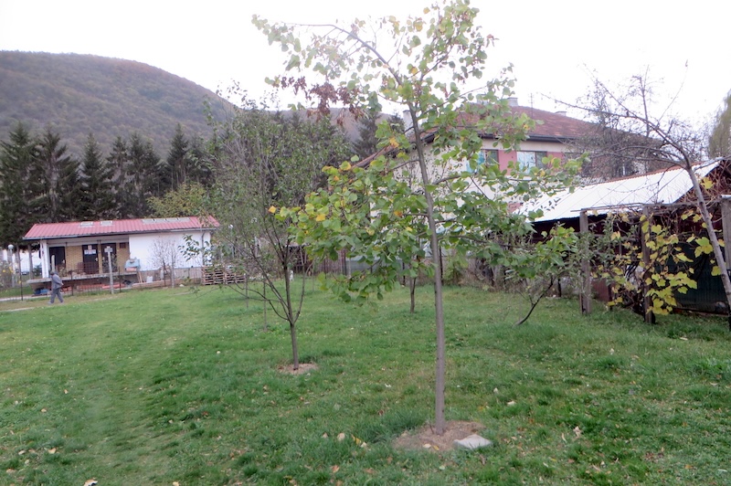 Raste Obradova lipa i Milosavina japanska kurika - 058.ba | 058.ba