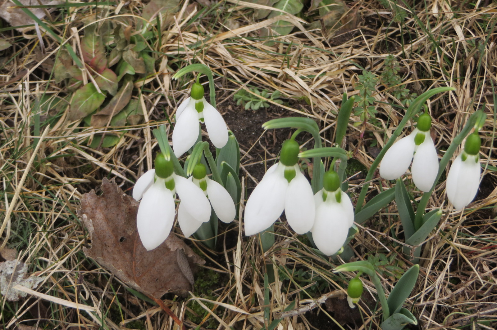 Foto vijest iz Rogatice - Visibabe početkom februara - 058.ba | 058.ba